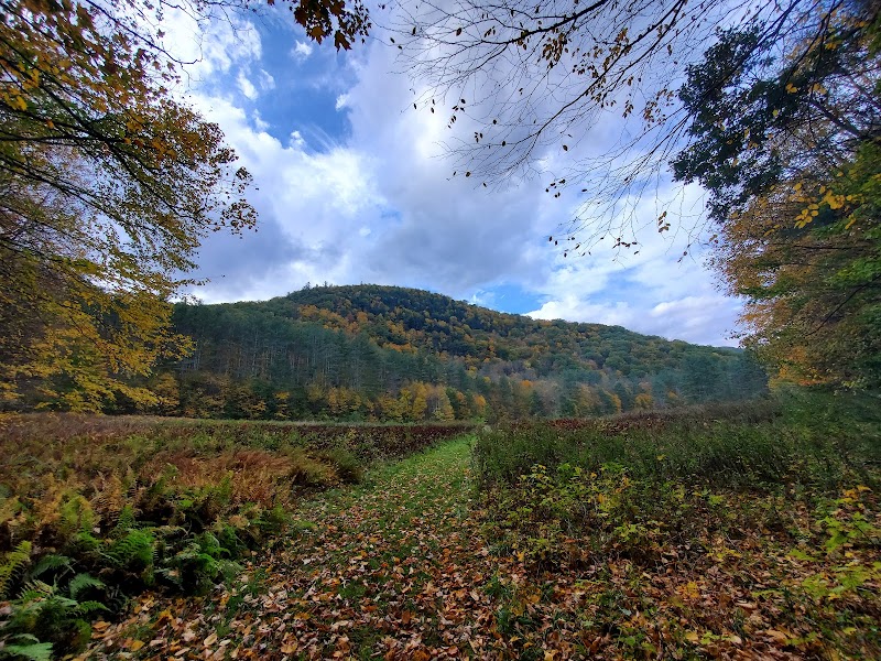 Mohawk Trail State Forest Campground in The Berkshires